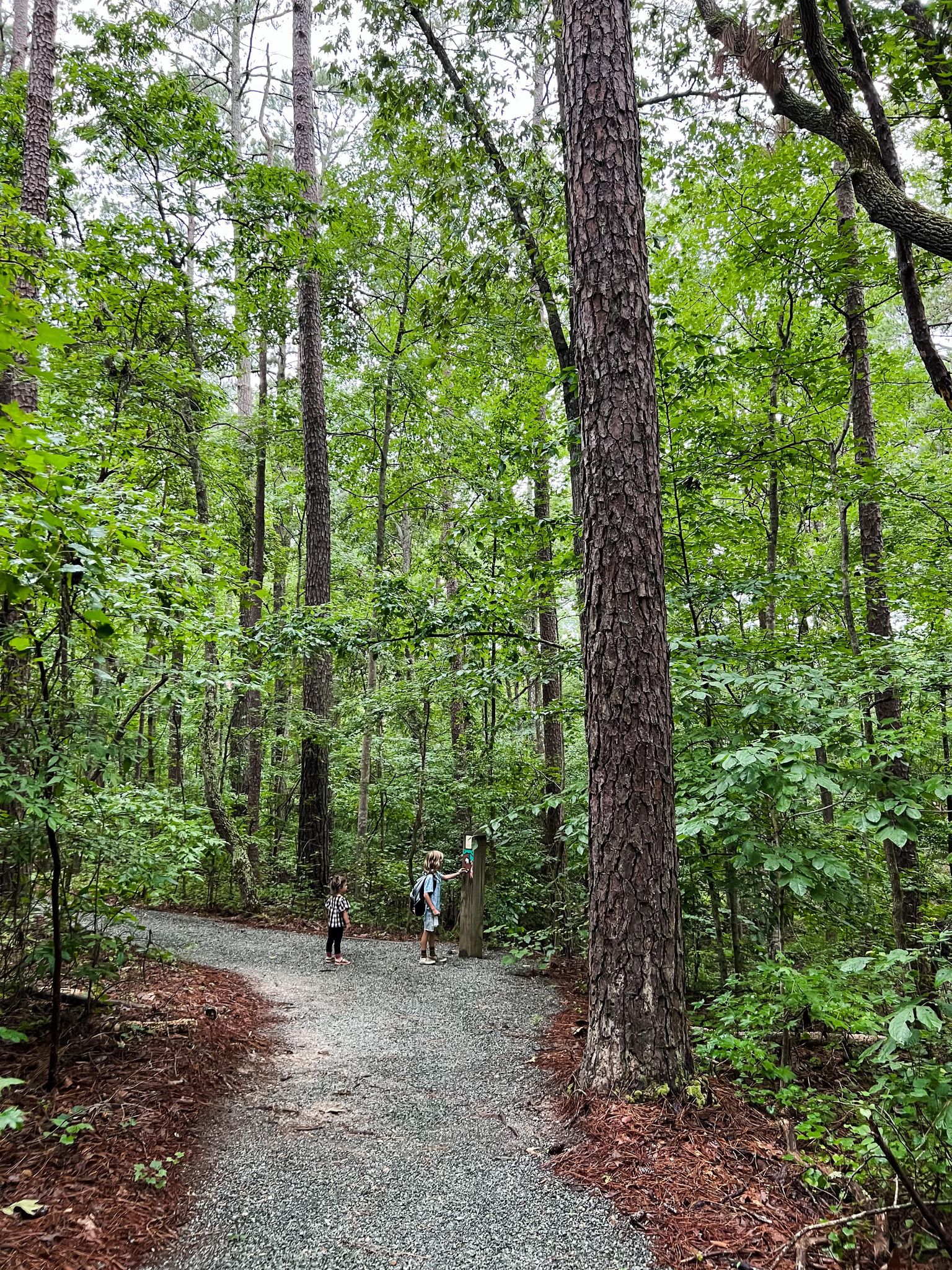 Talking Tree Trail at Jordan Lake Educational State Forest – Triangle ...